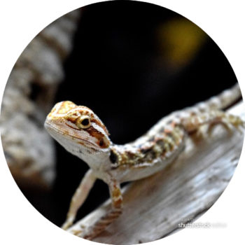 A Pet Store with a Purpose | Preuss Pets in Lansing, MI